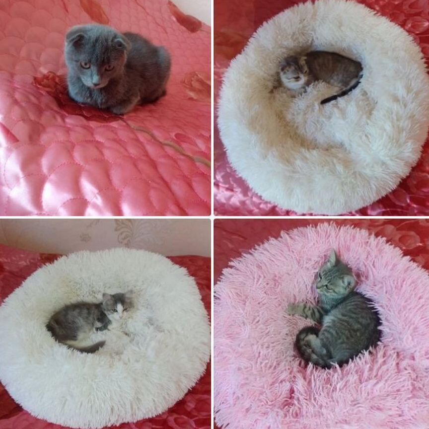 Котята (1 котик и 3 кошечки)