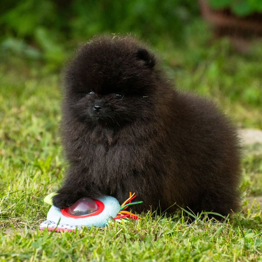 Черная Девочка Пом