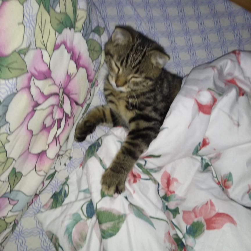 Макс