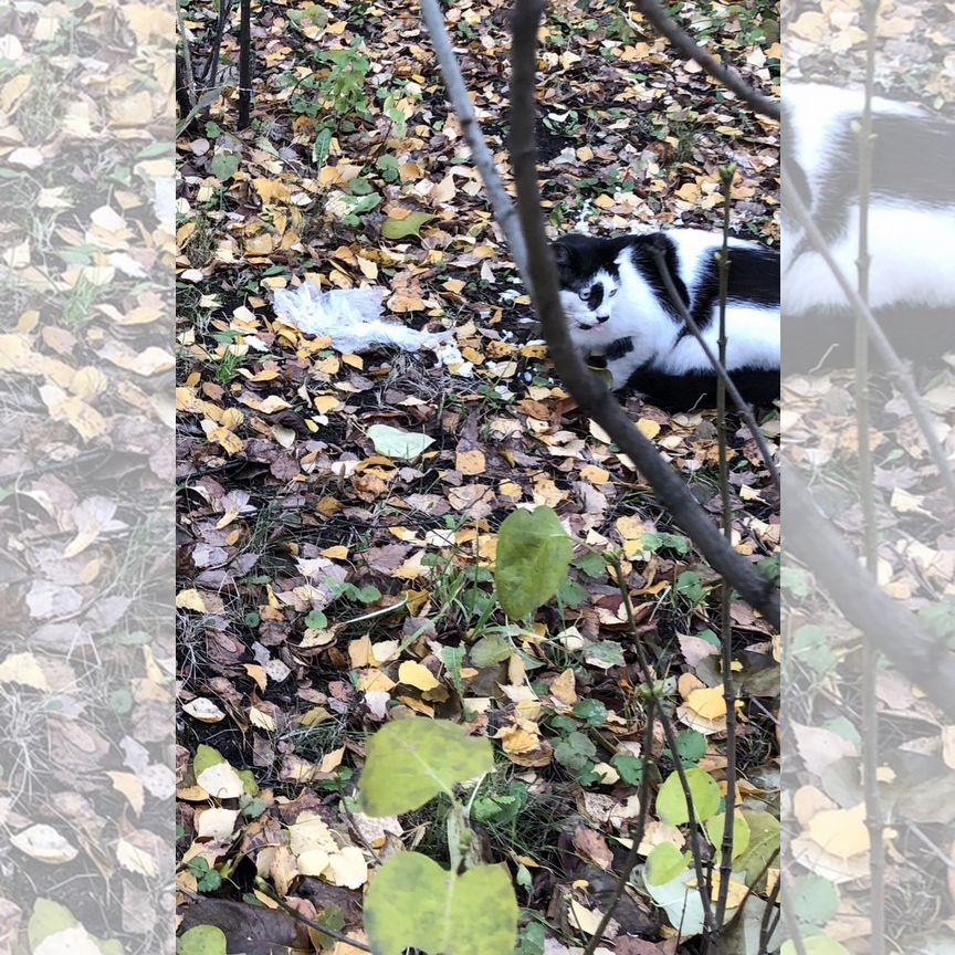 Взрослая кошка в добрые руки