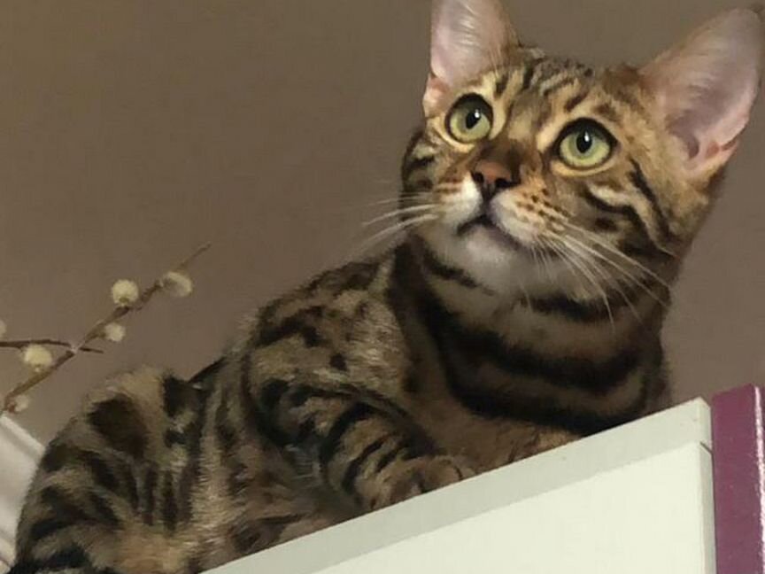 Бенгальская кошка бесплатно