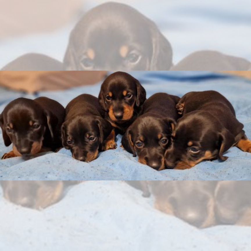 Такса, щенок