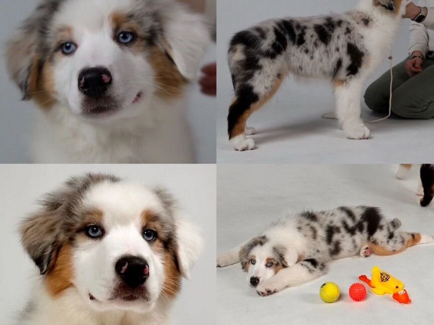 Австралийская овчарка аусси щенки