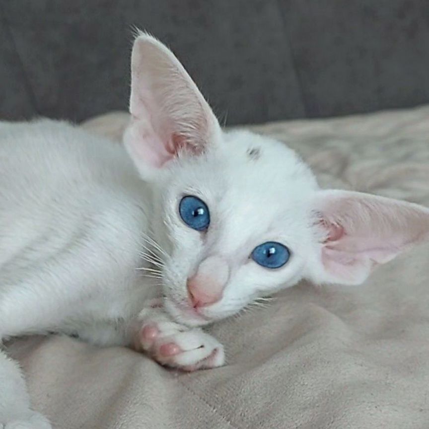 Ориентальный котёнок