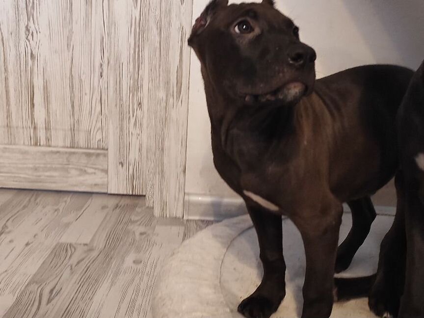 Американский питбуль. Питбулята