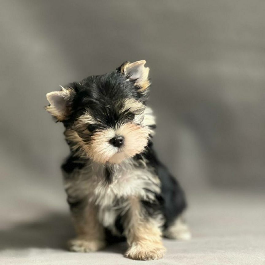 Мальтипу, щенок