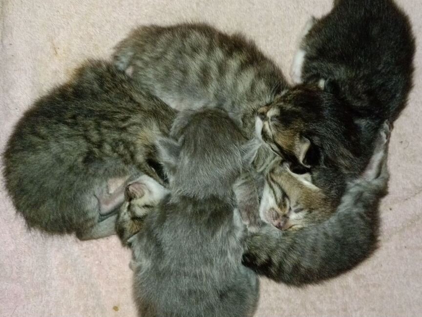 Котята в добрые руки даром