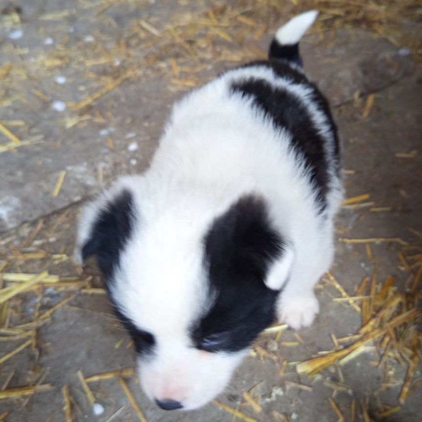 Лайка, щенок