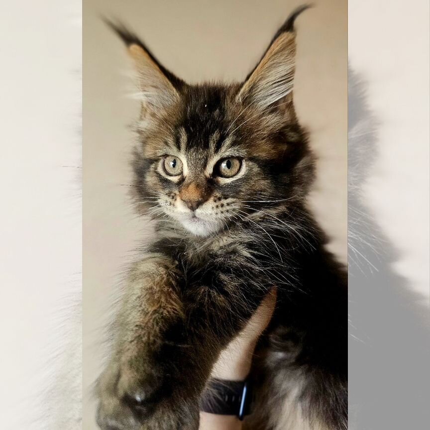 Мейн-кун котёнок