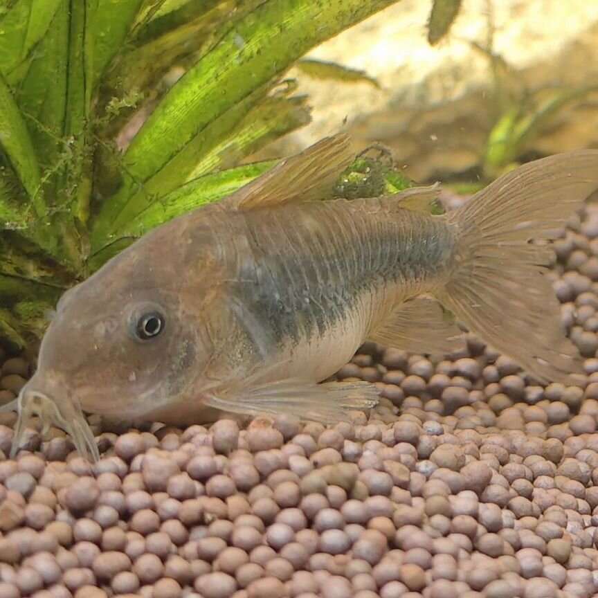 Сомики Коридорас золотистый