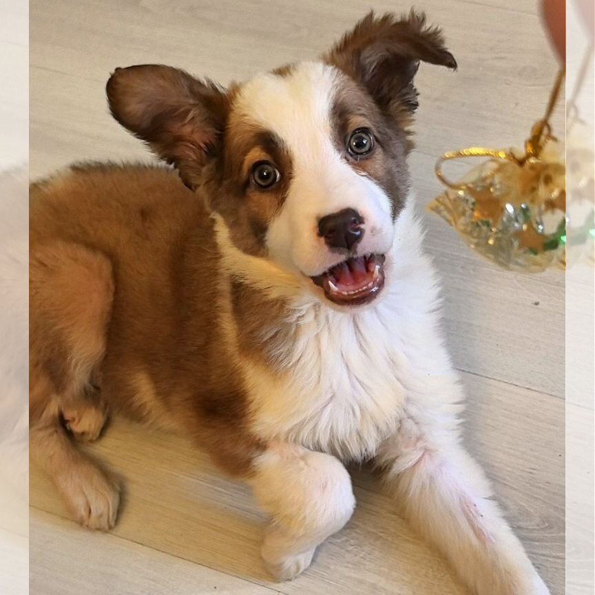 Щенок в добрые руки