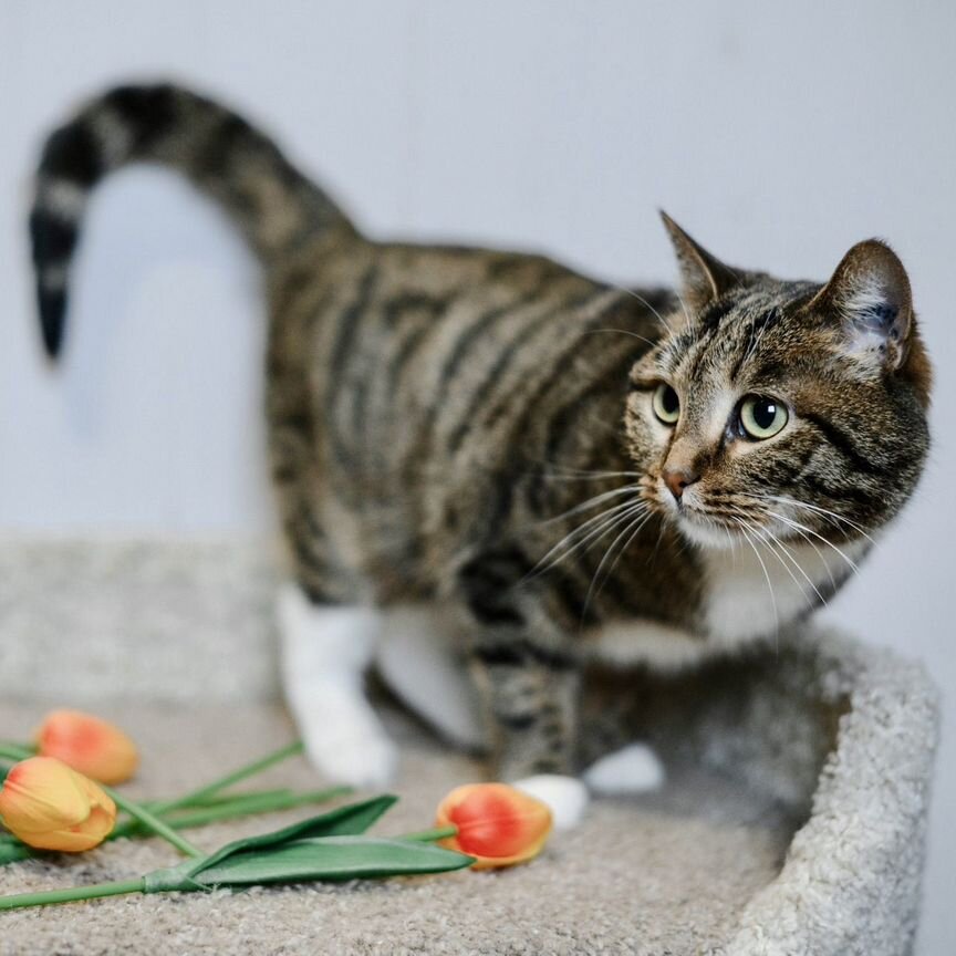 Ищем новый дом для кошки Рокси