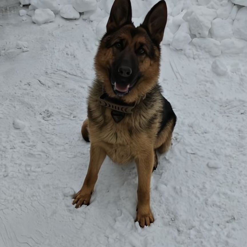 Немецкая овчарка, взрослая собака