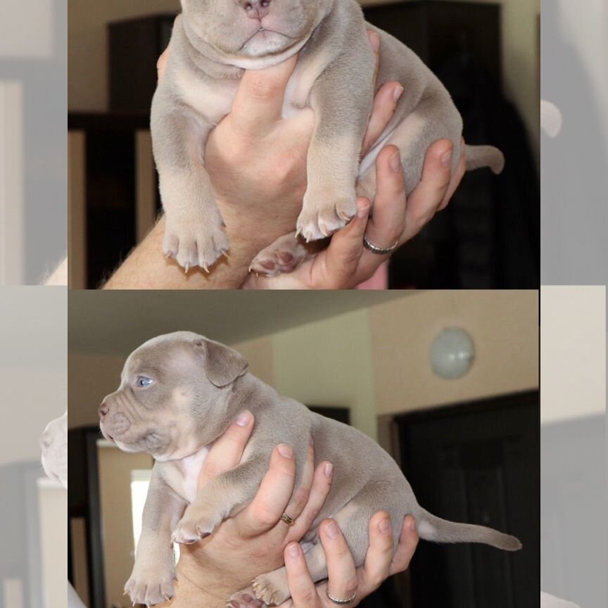 Американский булли, щенок