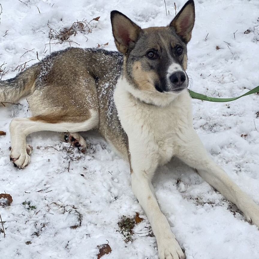 Взрослый пёс в добрые руки