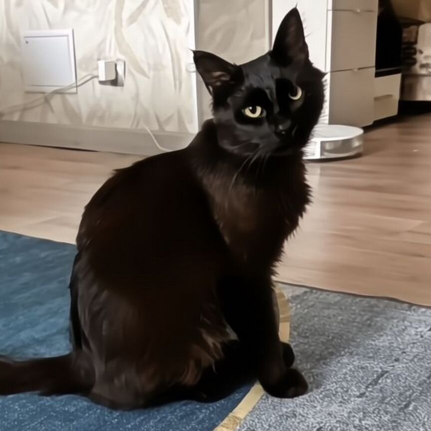 Взрослая кошка в добрые руки