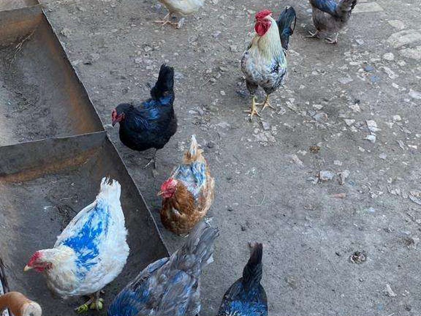 Куры несушки