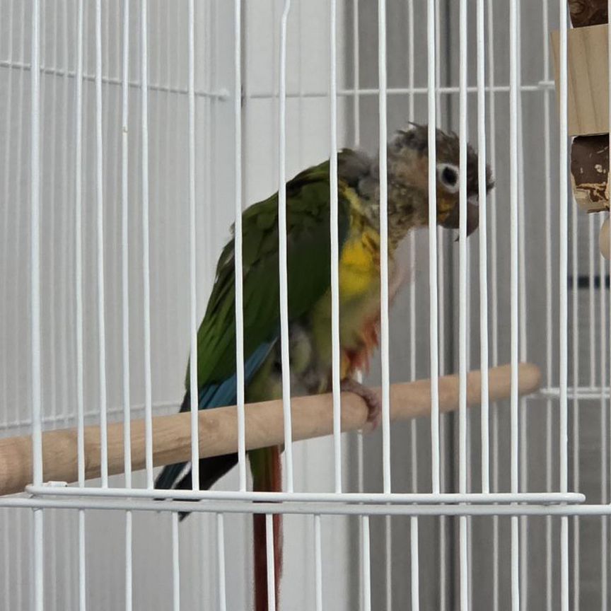 Попугай пиррура