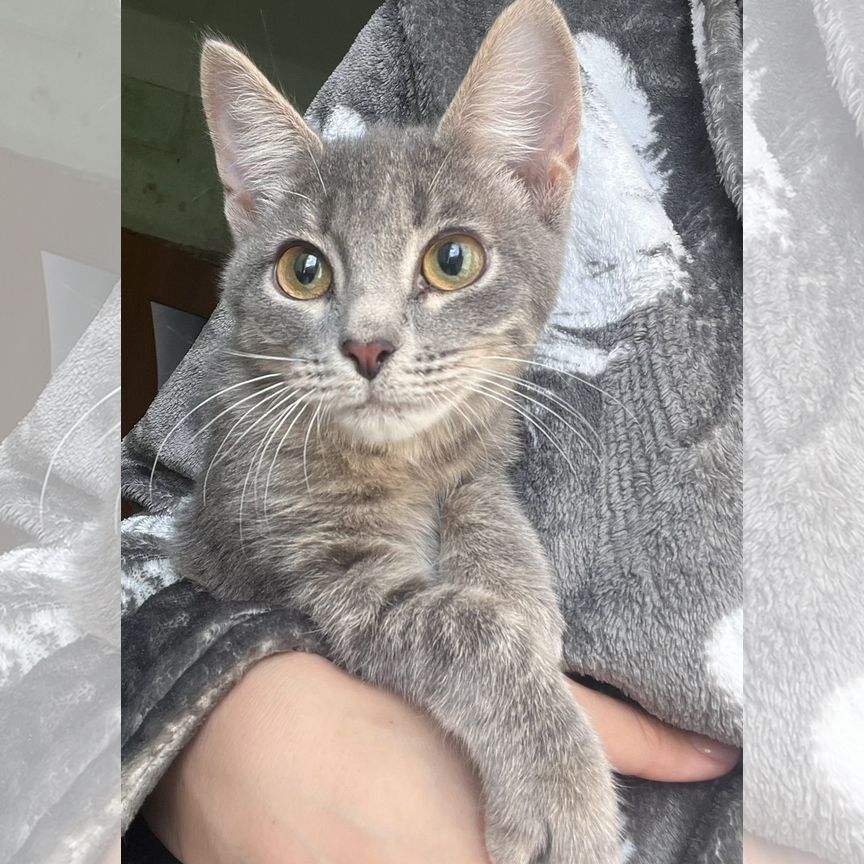 Котенок