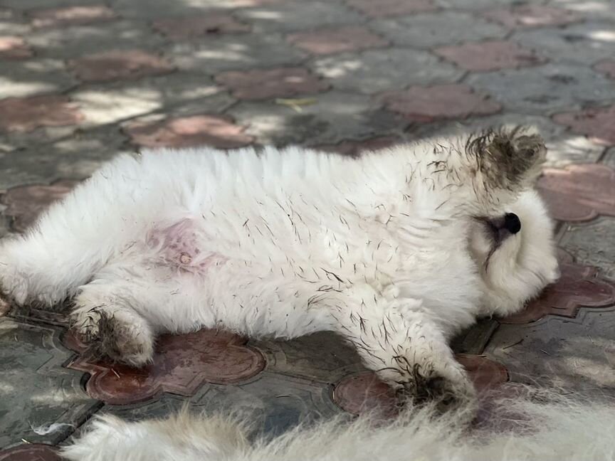 Самоед от побед.класса на Ч.Мира и Евро дог шоу