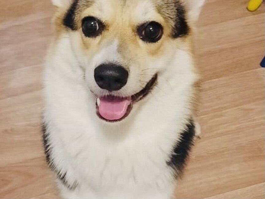 Вельш-корги Пемброк, корги, коржата