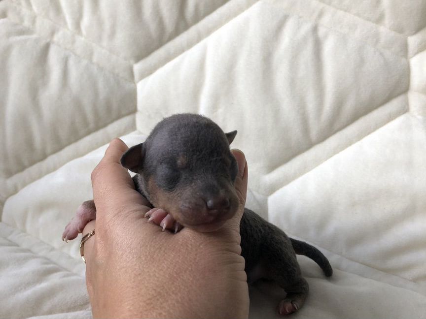 Голубой мальчик агт