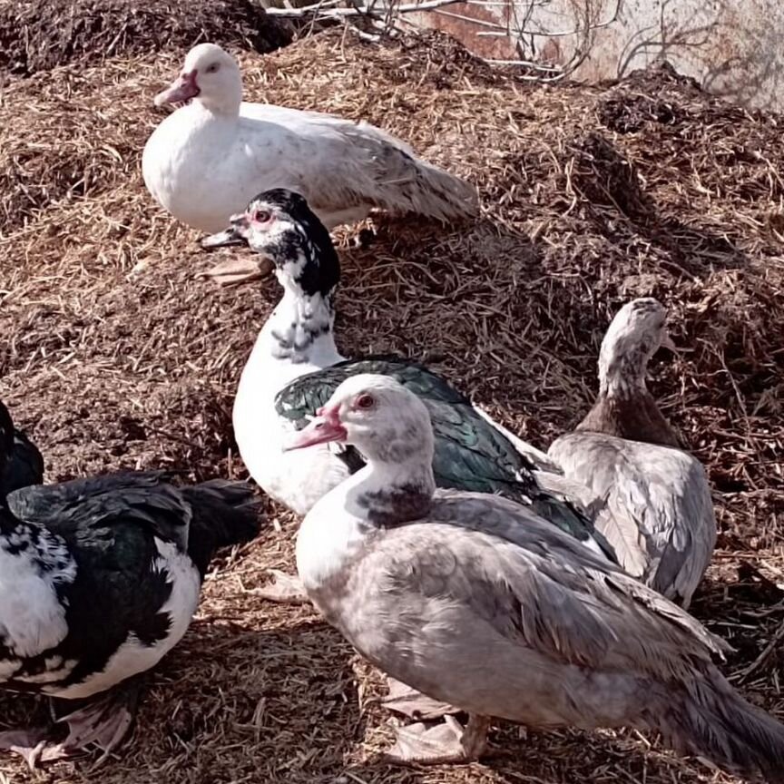 Утки мускусные