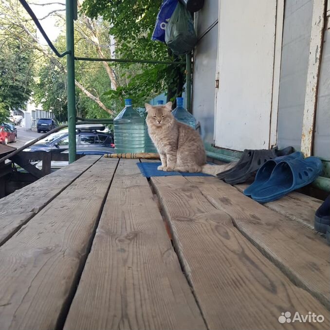 Выбросили домашнюю молодую кошечку