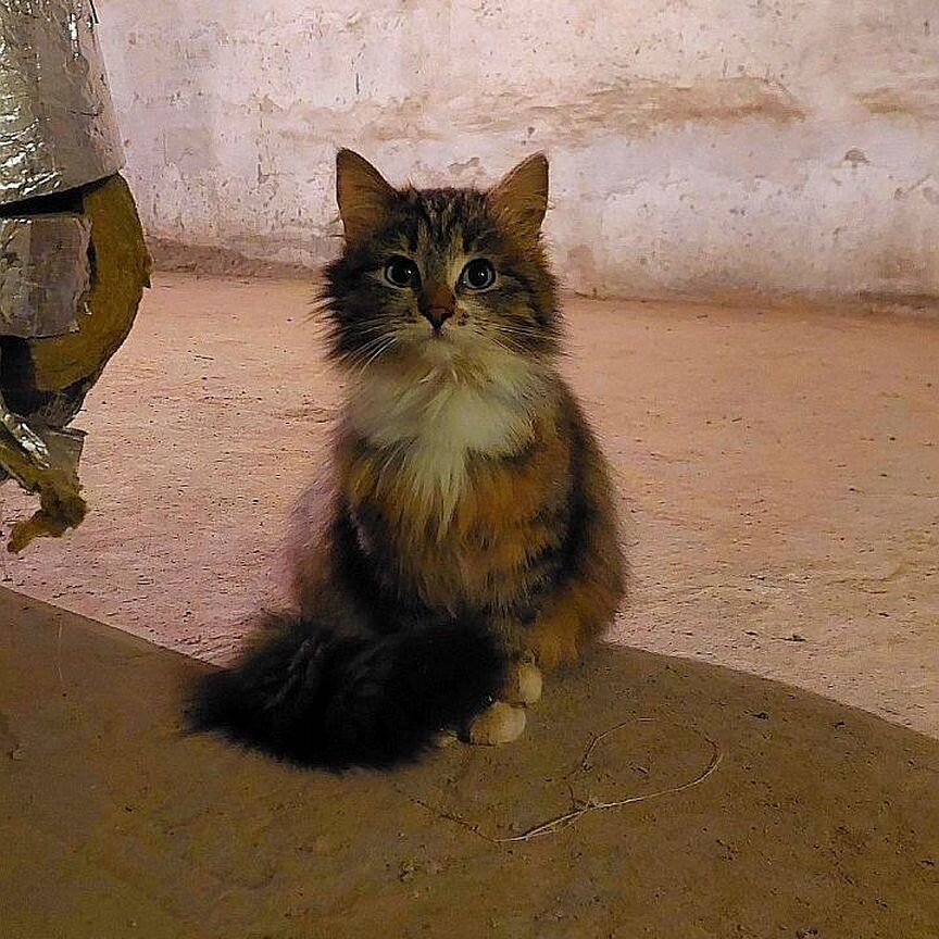 Котенок девочка трехцветная