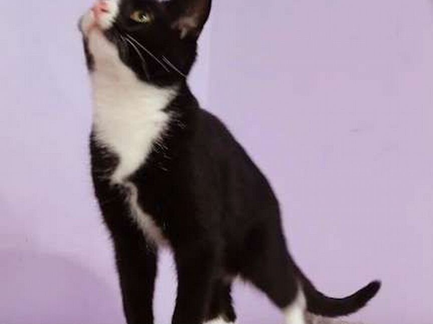 Денежный котик