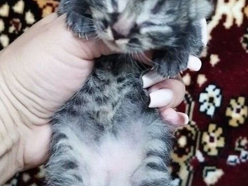 Британские котята