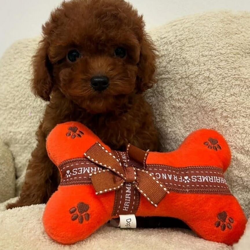 Мальтипу, щенок