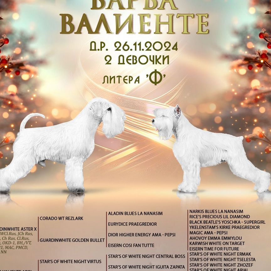 Цвергшнауцер щенки белый