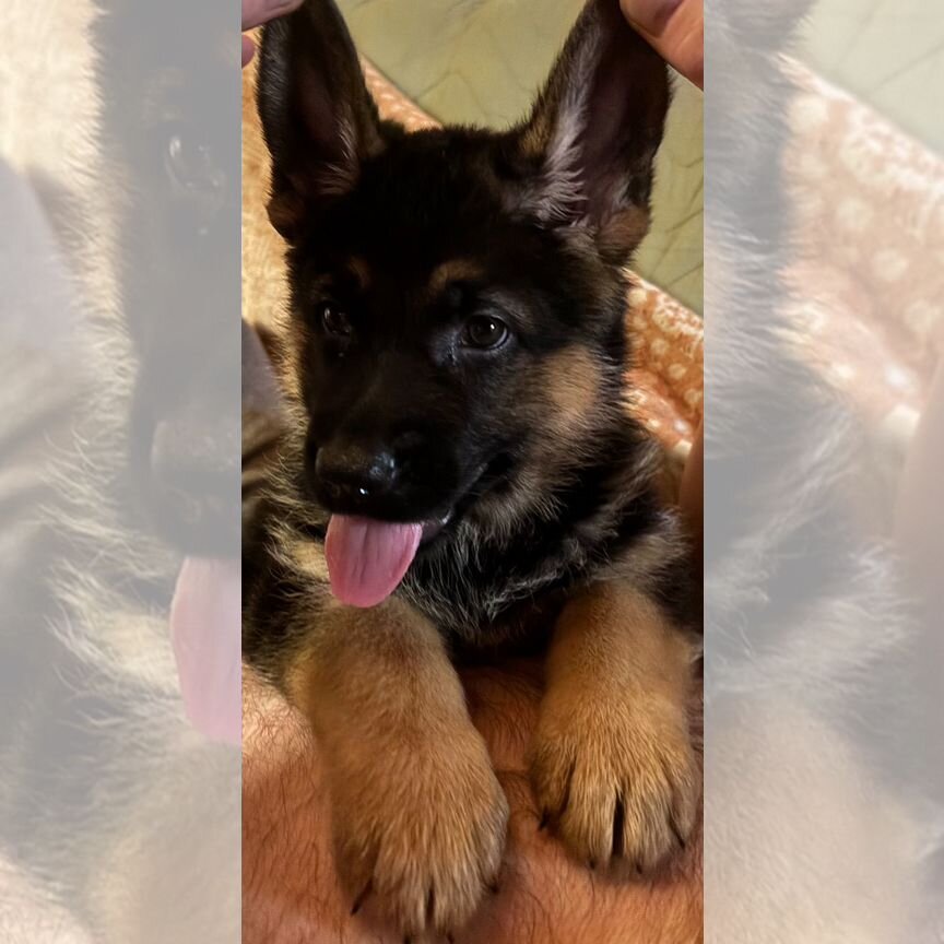 Продам щенков немцы