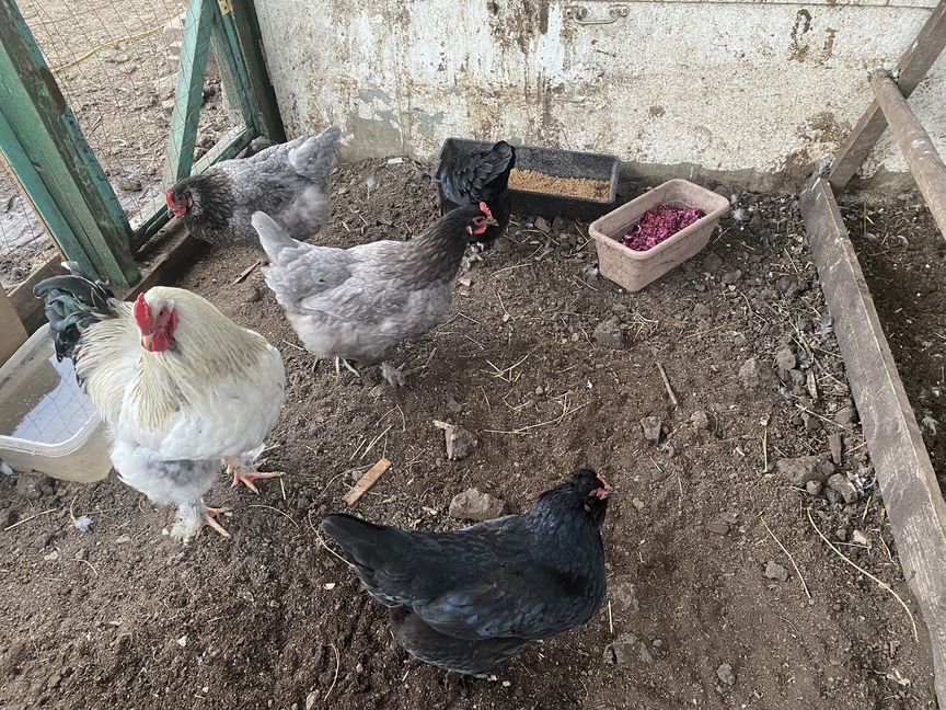 Инкубационное яйцо