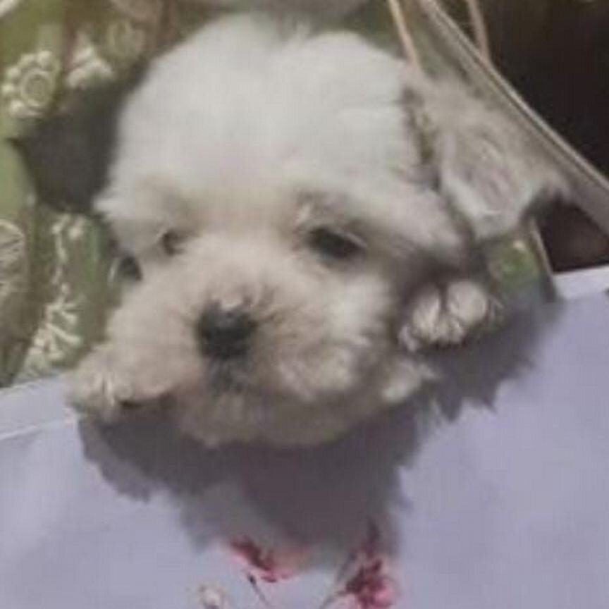 Мальтипу, щенок