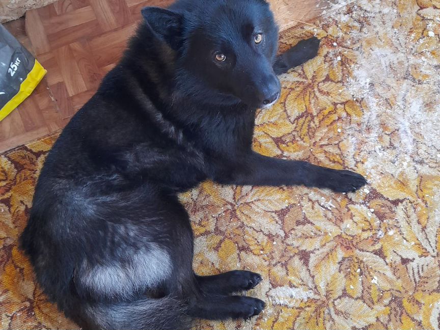 Отдам бесплатно. Лайка 5 лет. Мужики заберите