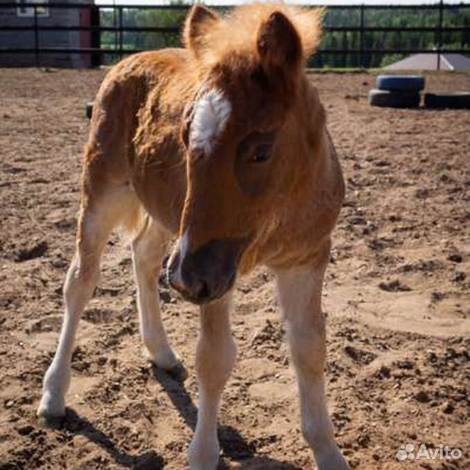 Жеребенок пони