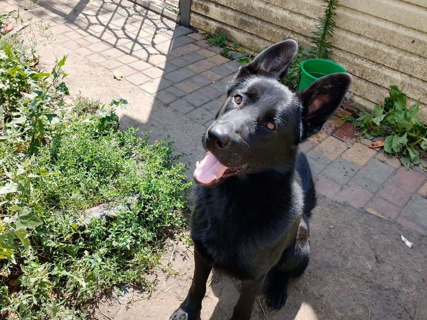 Вязка кобель черной немецкой овчарки