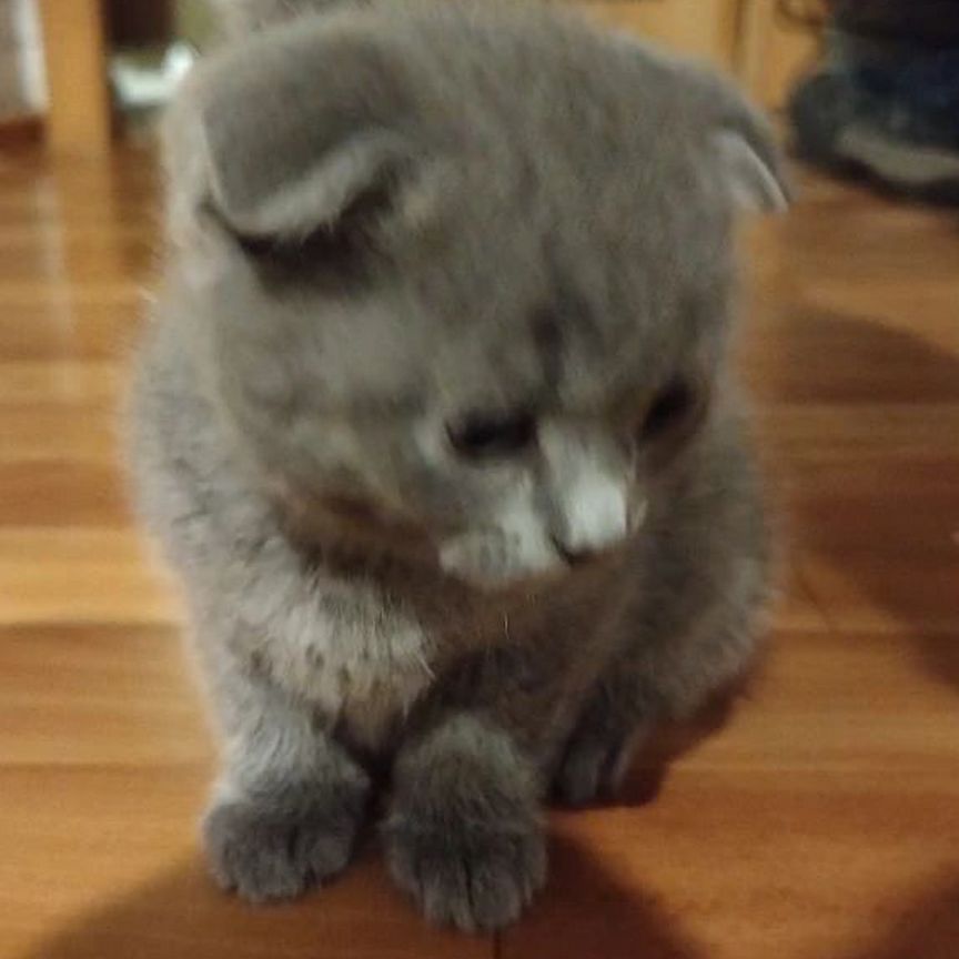 Шотландский вислоухий короткошёрстный котёнок