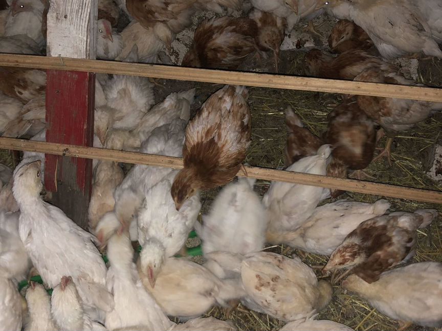 Цыплята суточные, месячные