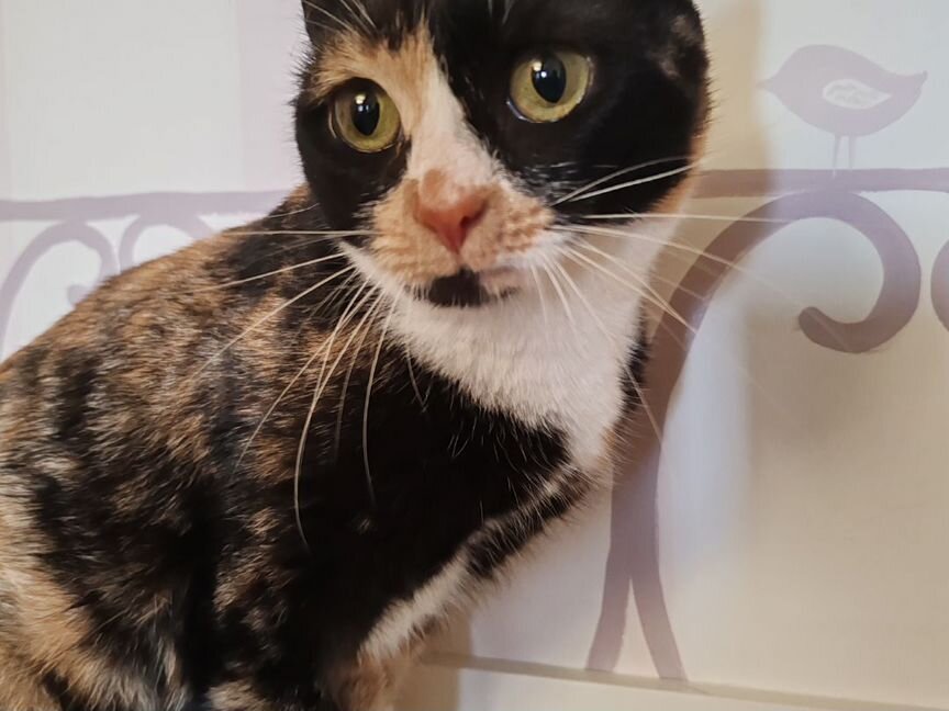 Кошка в дар бесплатно