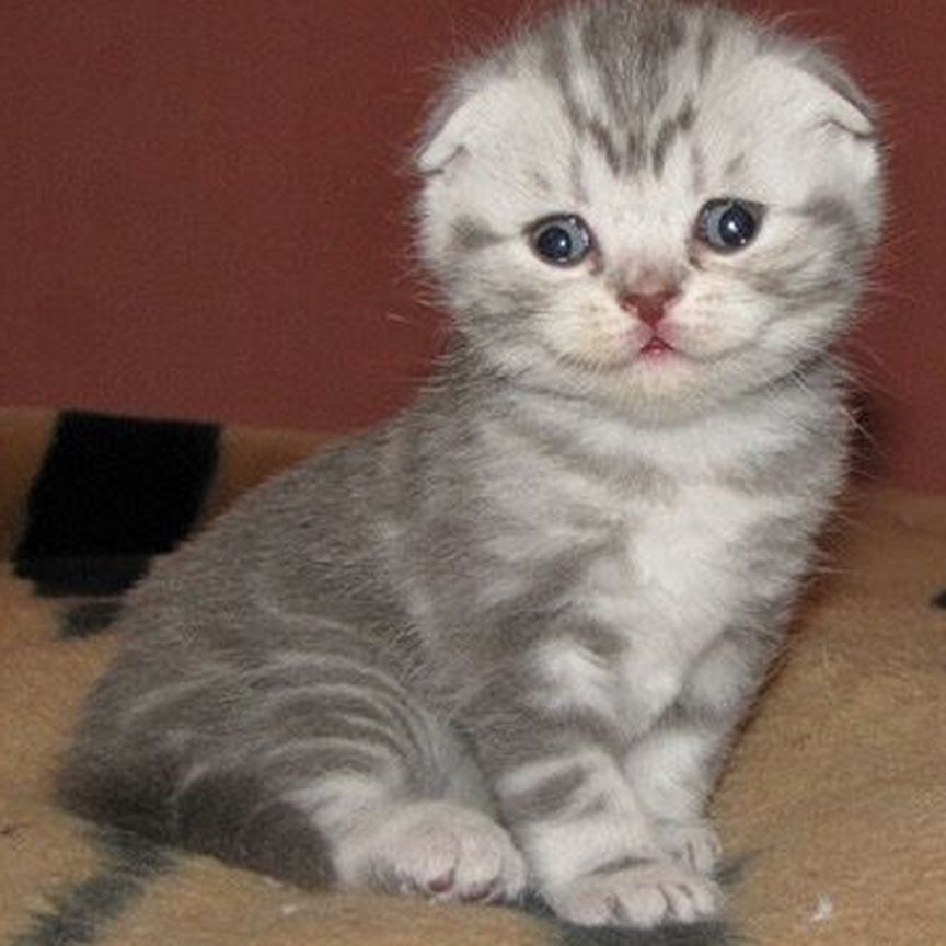 Шотландский вислоухий короткошёрстный котёнок