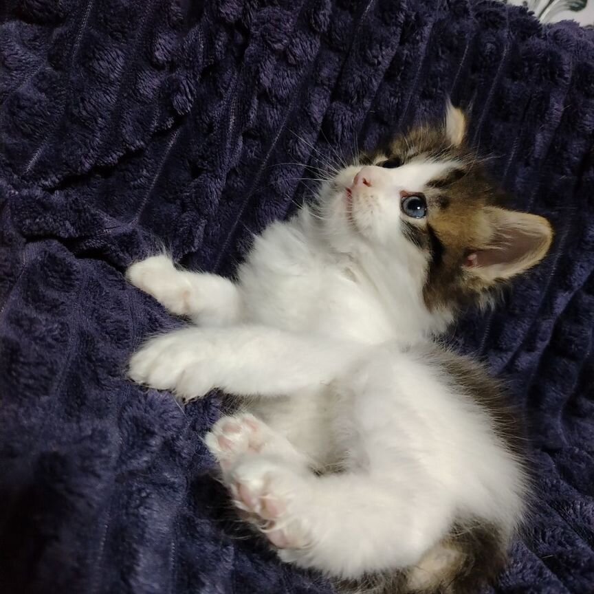 Котёнок в добрые руки