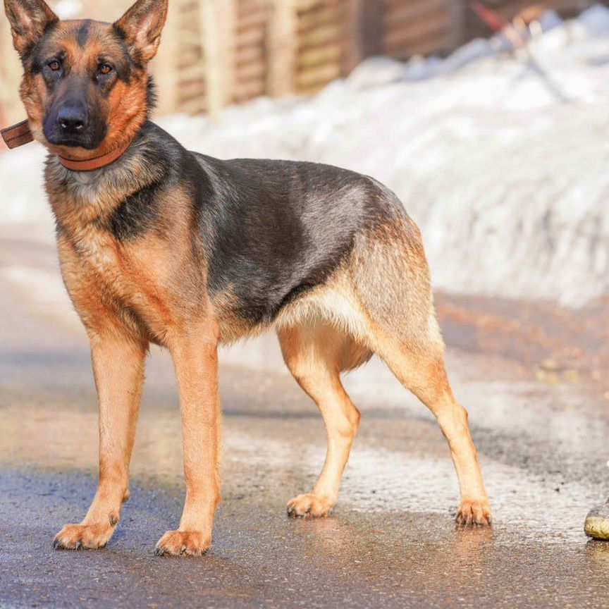 Немецкая овчарка, щенок