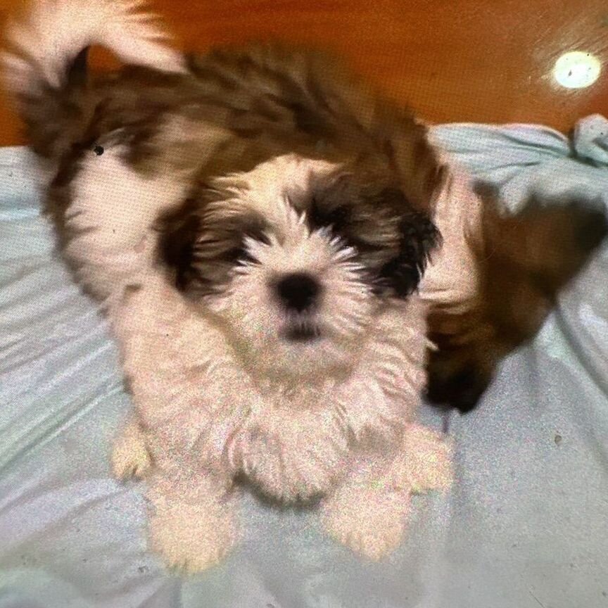 Ши-тцу, щенок