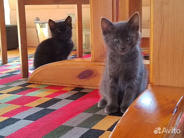 Котят девочек отдаем бесплатно