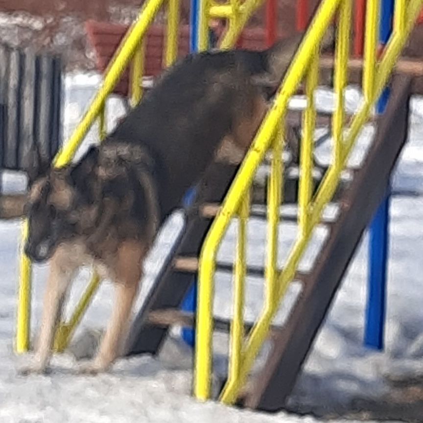 Немецкая овчарка, взрослая собака