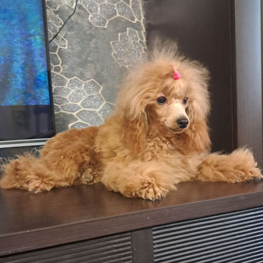 Той-пудель, щенок