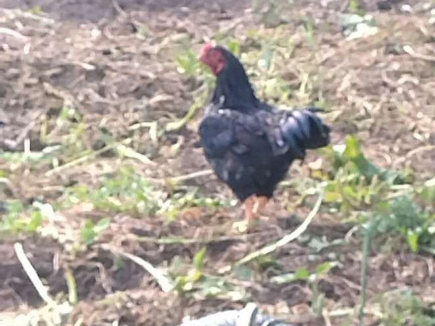 Куры Корниш